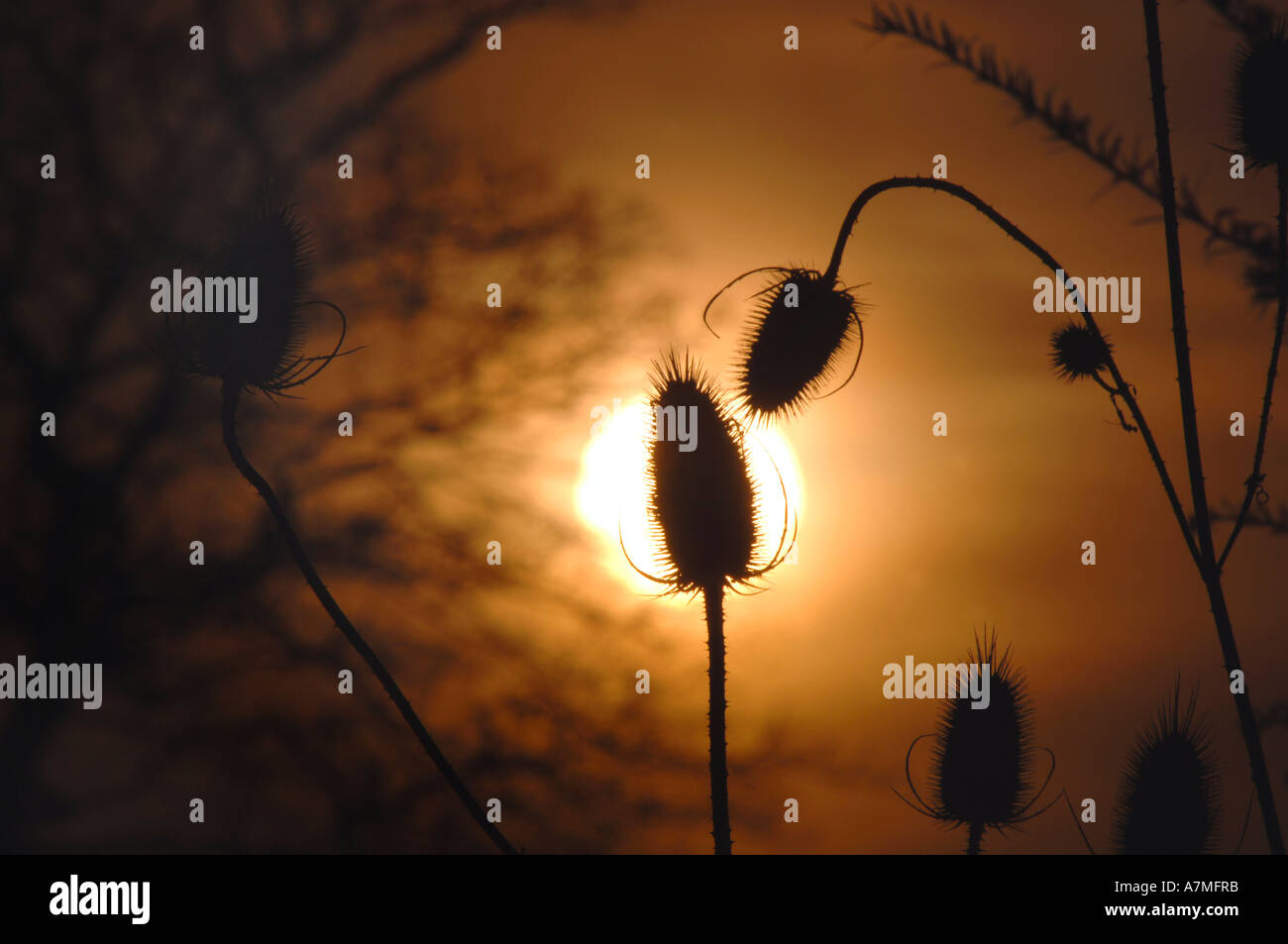 Distinctive silhouettes hi-res stock photography and images - Alamy