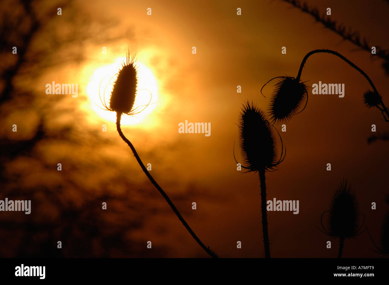 Distinctive silhouettes hi-res stock photography and images - Alamy