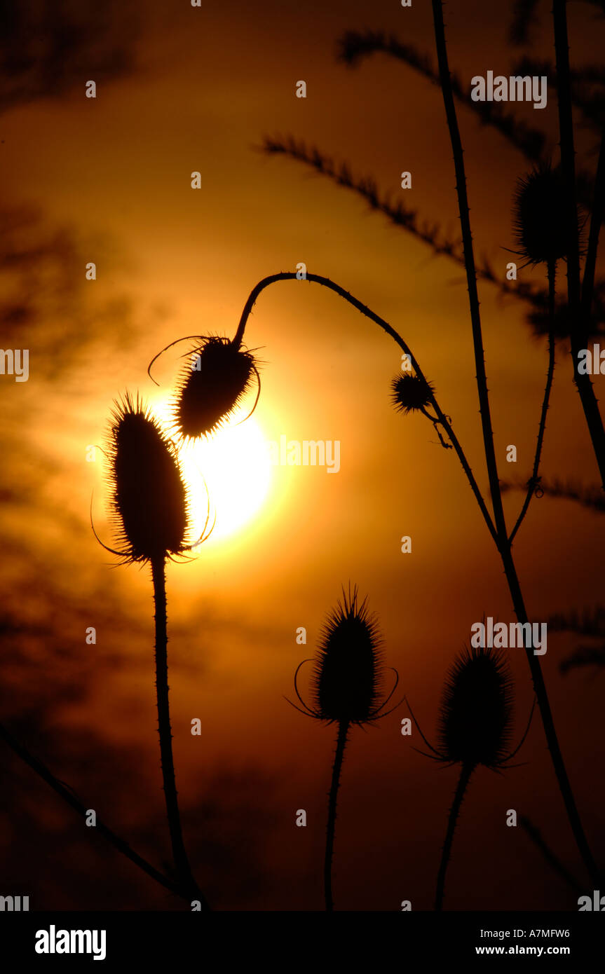 Distinctive silhouettes hi-res stock photography and images - Alamy