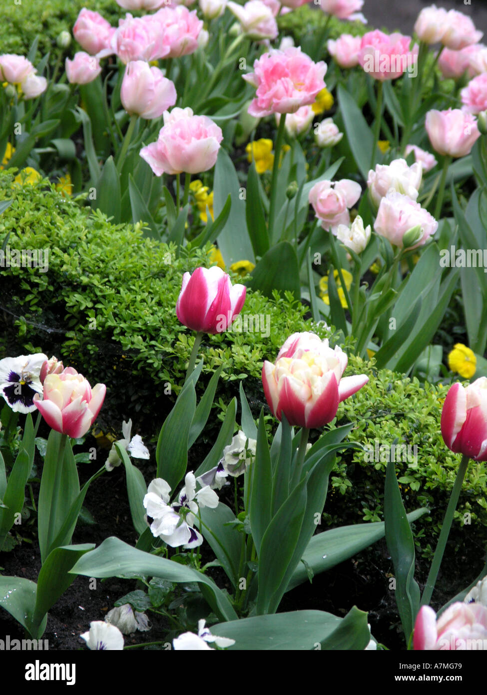pink tulips planted and growing in a border Stock Photo - Alamy