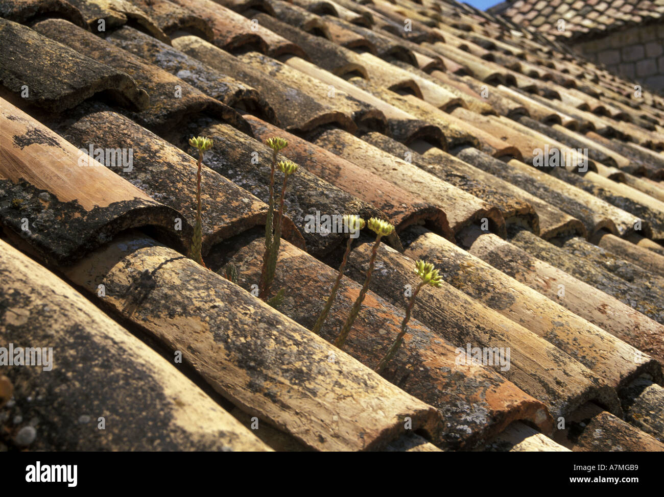 Old tiled roof tops in Dubrovnik viewed from Dalmation Riviera South ...