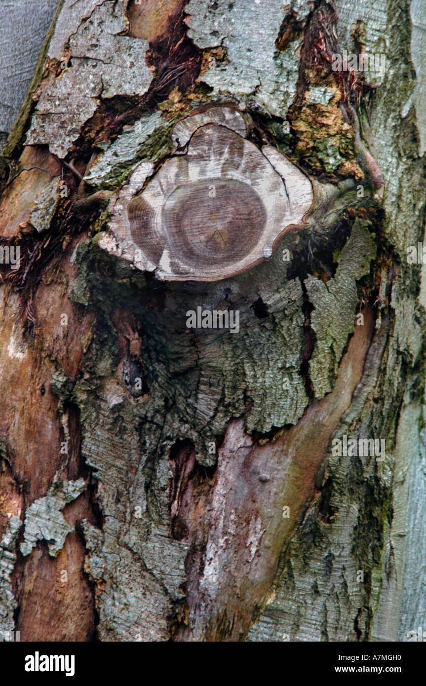 The Eye Of A Tree Stock Photo - Alamy