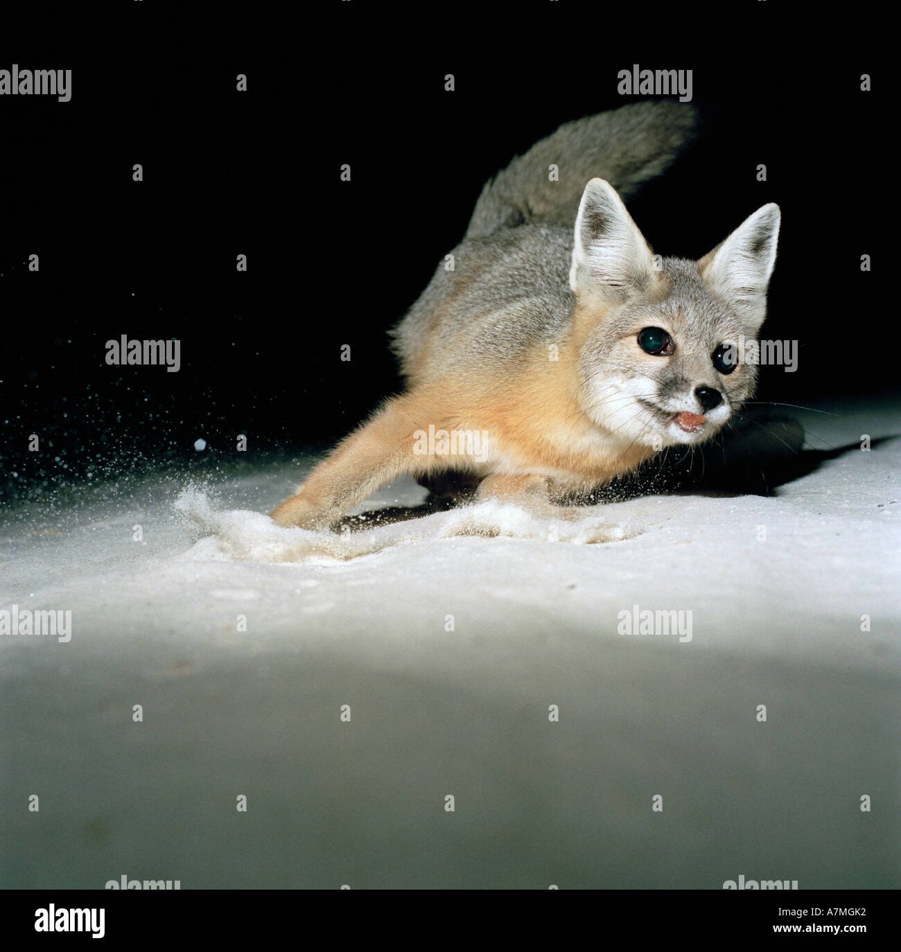 A snow fox Stock Photo - Alamy