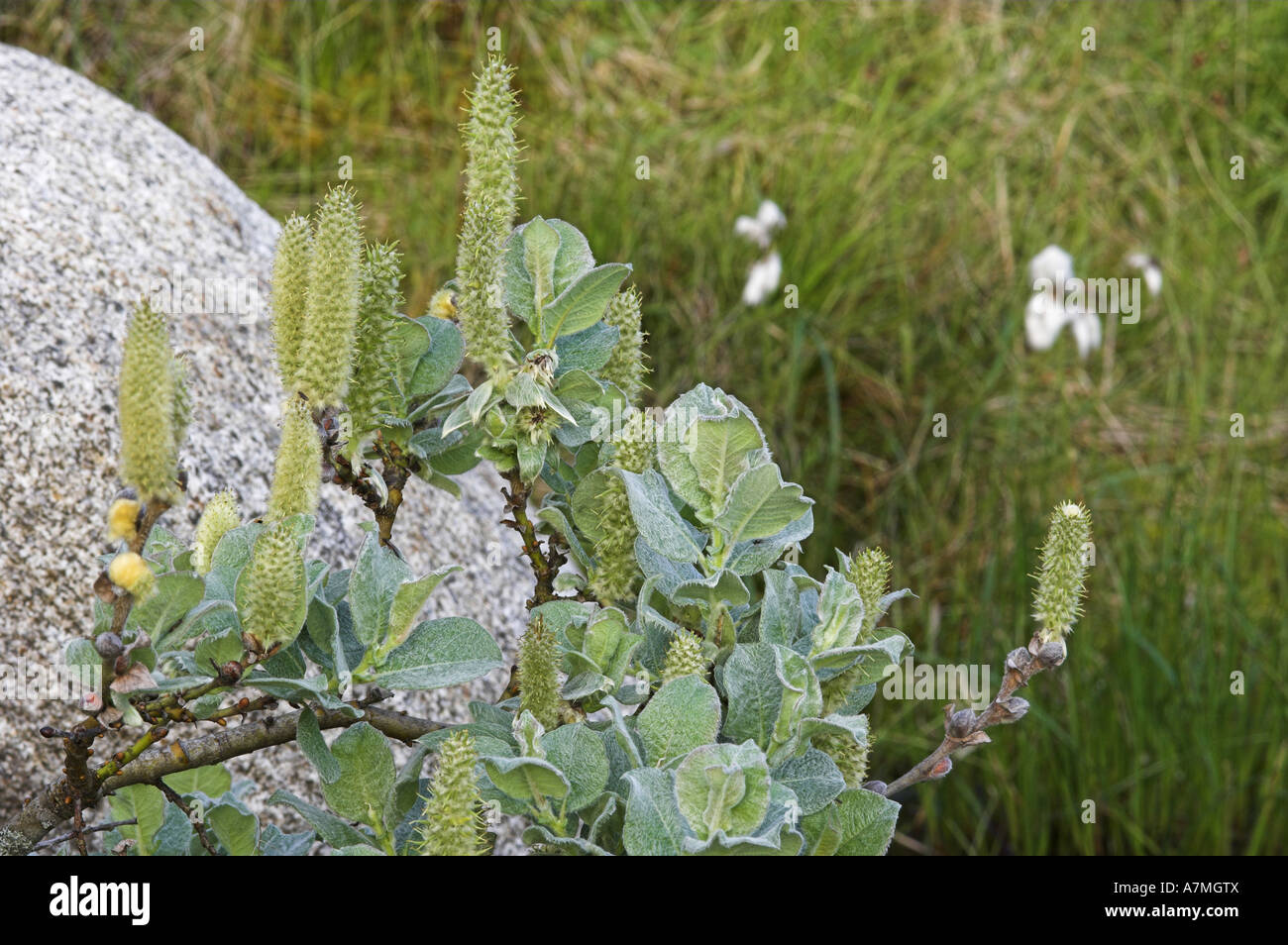 Woolly willow, Salix lanata, growing in the Cairngorms, Scottish ...