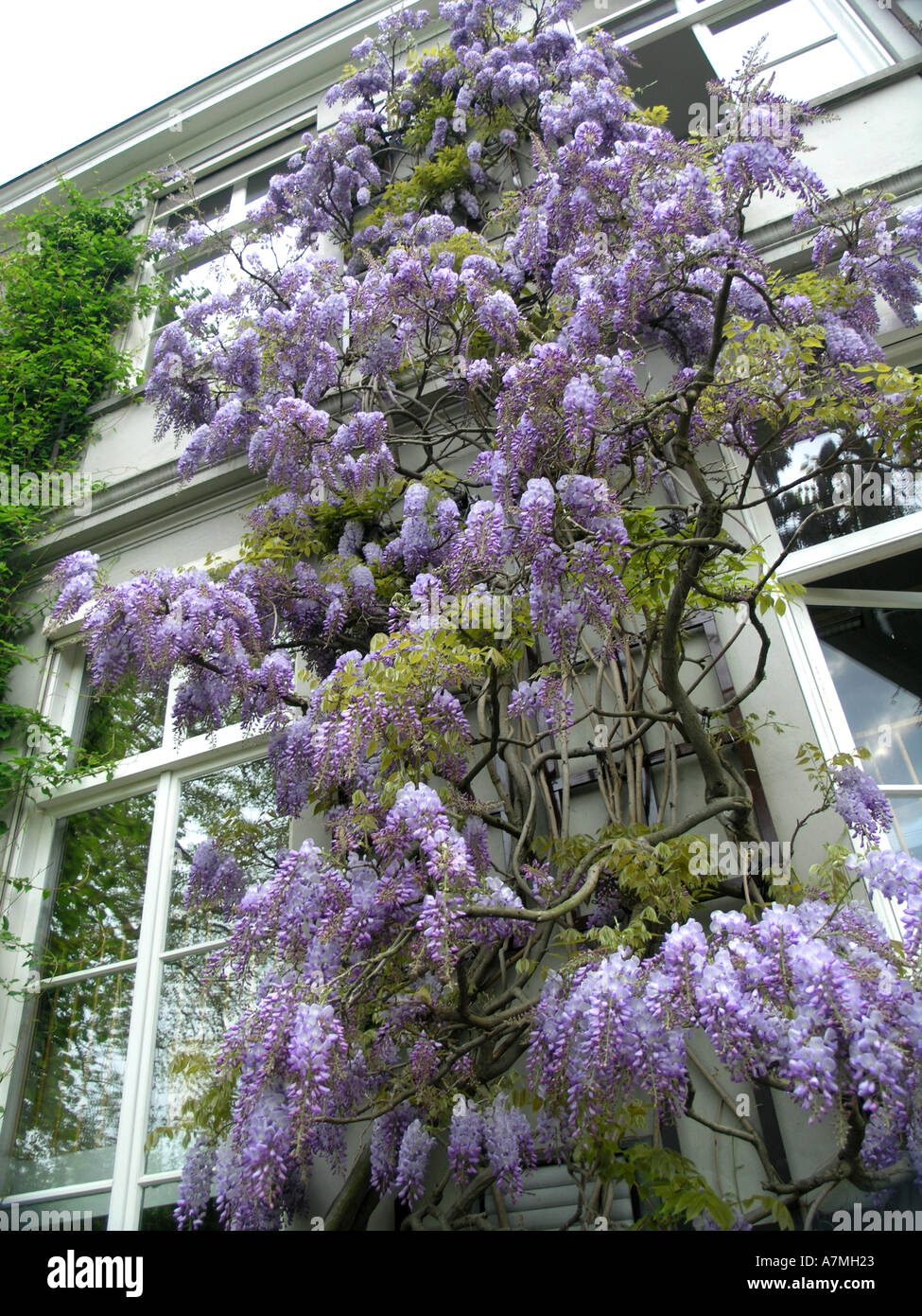 Plant growing on building hi-res stock photography and images - Alamy