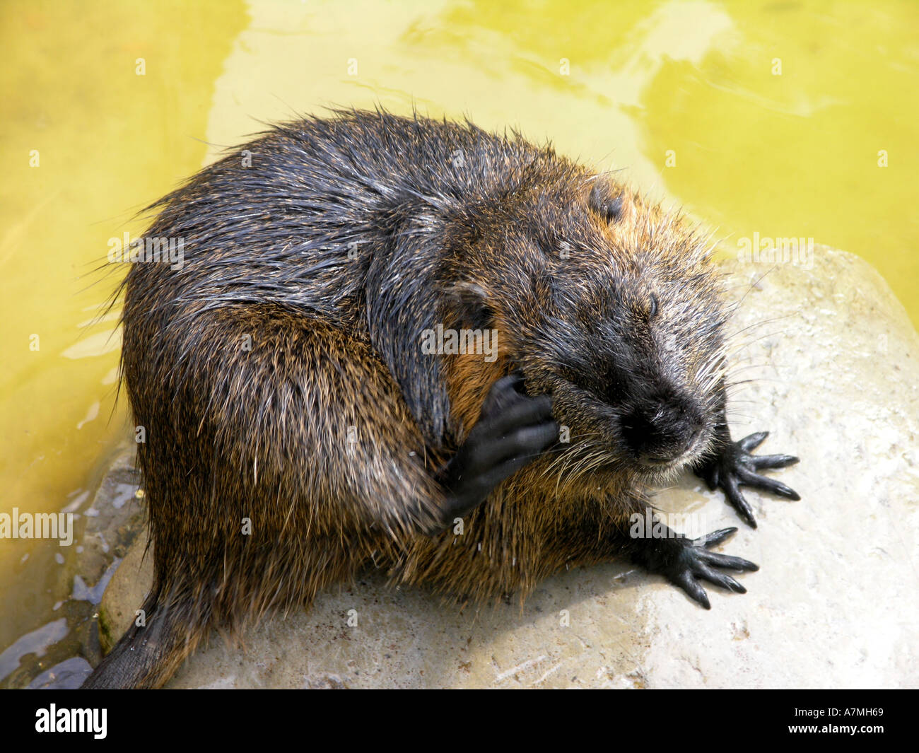Captive beaver hi-res stock photography and images - Alamy