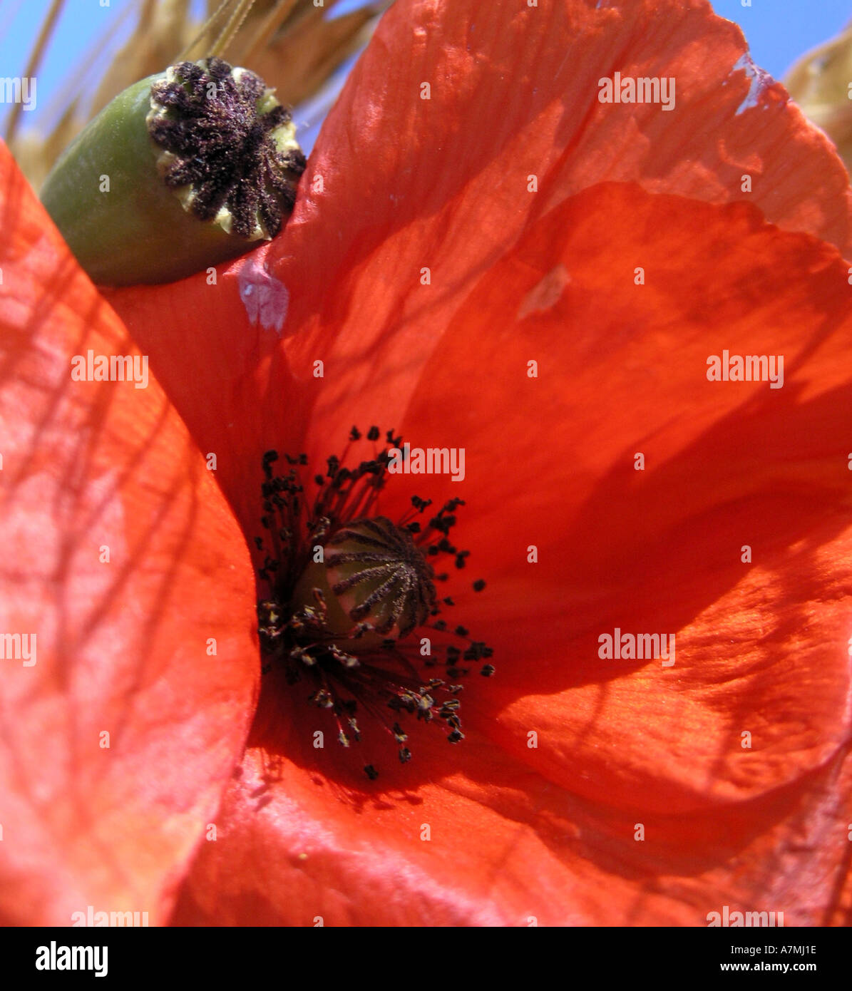 Red Common Poppy Papaver Rhoeas Stock Photo - Alamy
