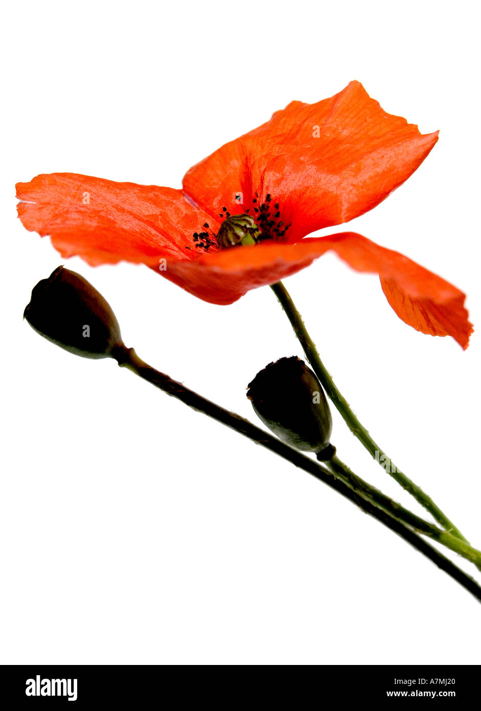 Red Common Poppy Papaver Rhoeas Stock Photo - Alamy