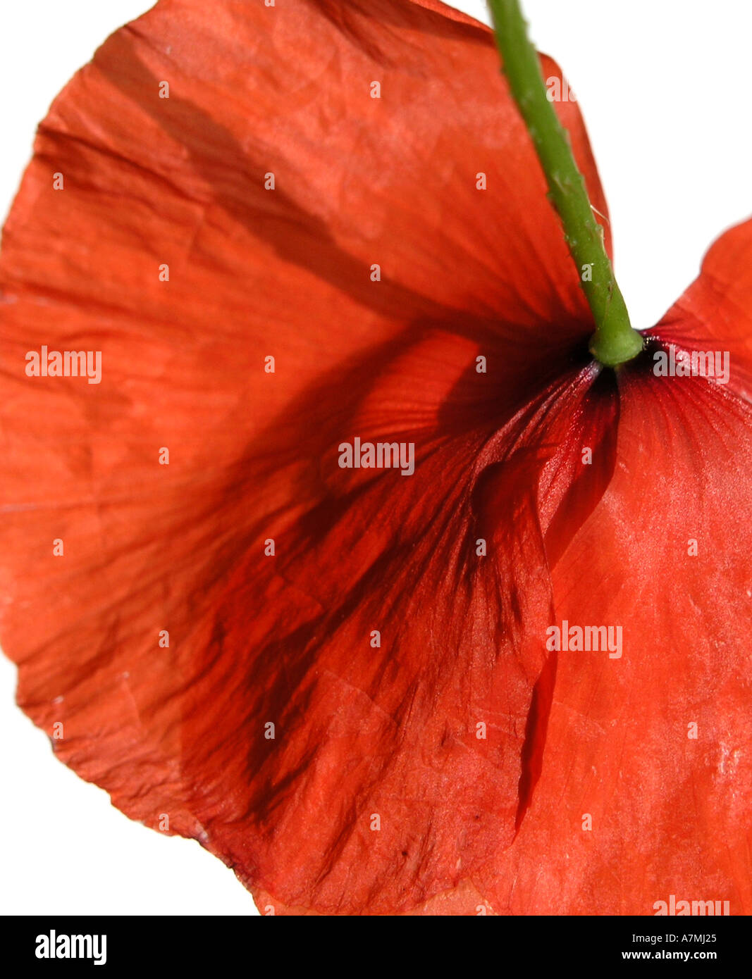 Red Common Poppy Papaver Rhoeas Stock Photo - Alamy