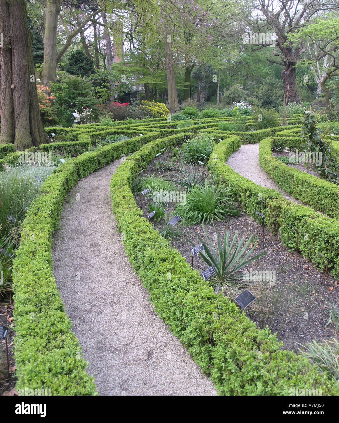 Box hedges and gravel path in Hortus Botanicus Amsterdam Stock Photo ...