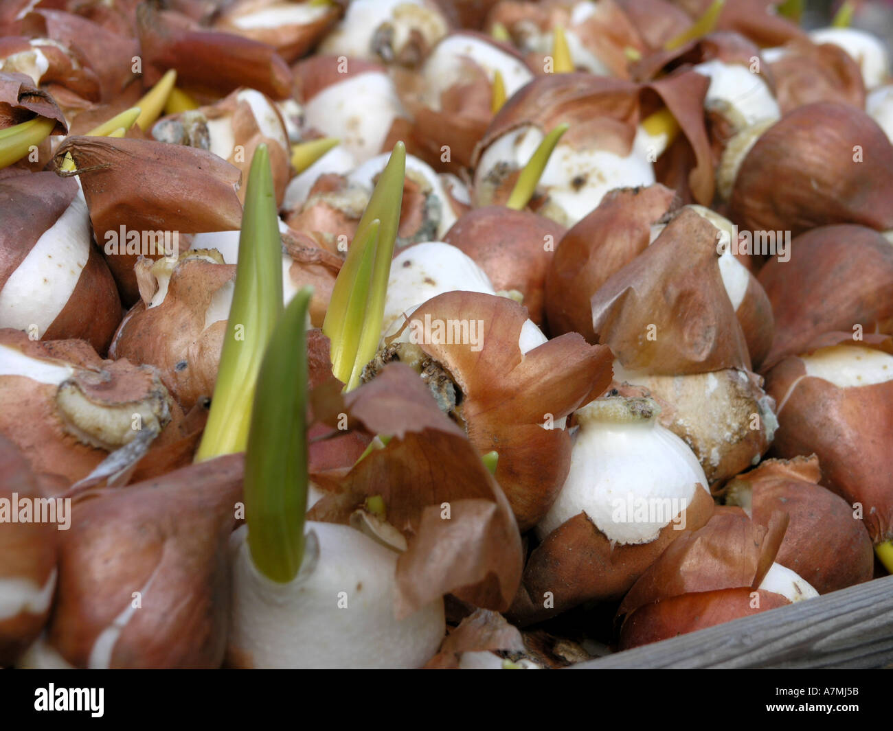 Tulip bulbs with new shoots in a box Stock Photo - Alamy