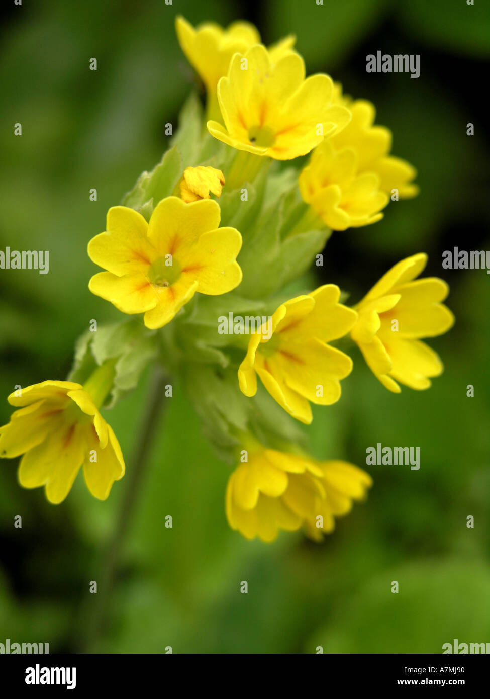 Cowslip leaves hi-res stock photography and images - Alamy
