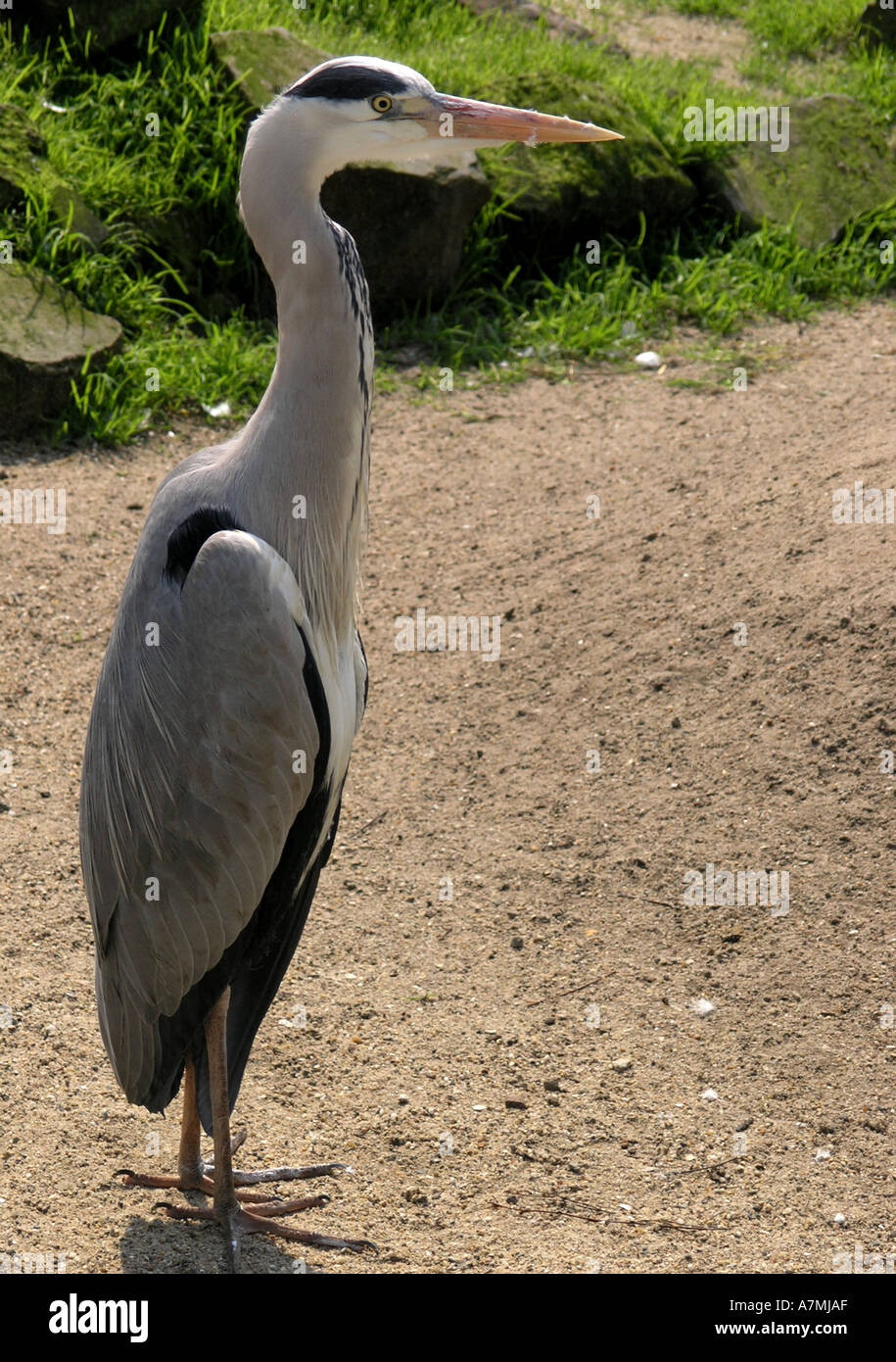 Ciconiformes hi-res stock photography and images - Alamy