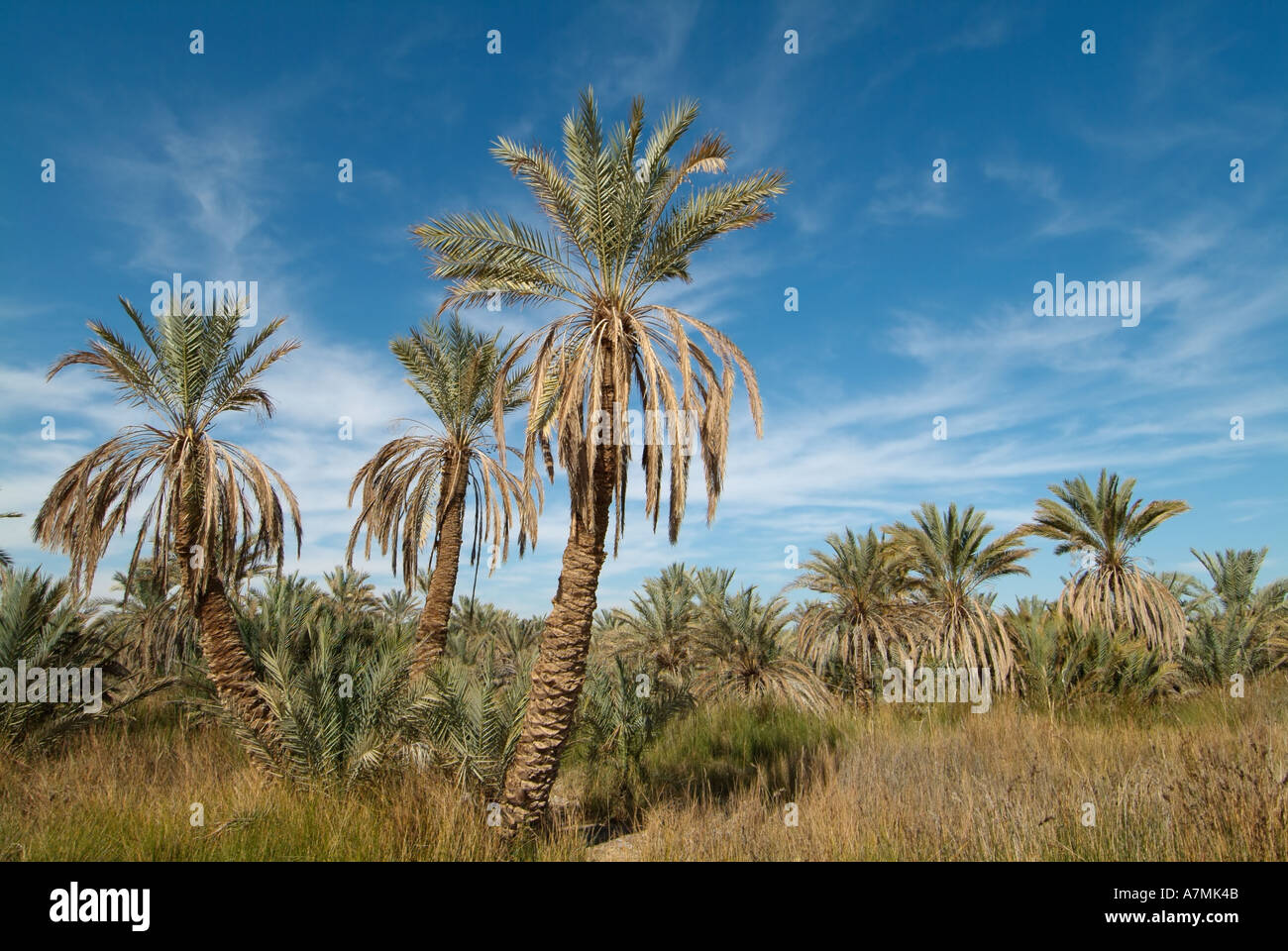Tree trees palms hi-res stock photography and images - Alamy