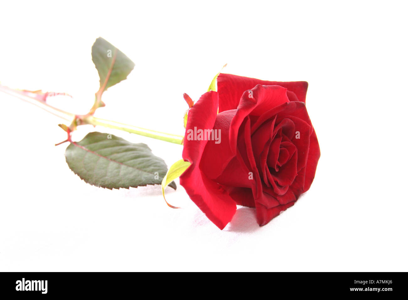 Red Rose led down Stock Photo - Alamy