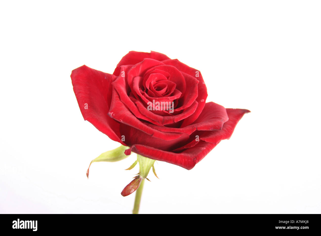 Red Rose head Stock Photo - Alamy