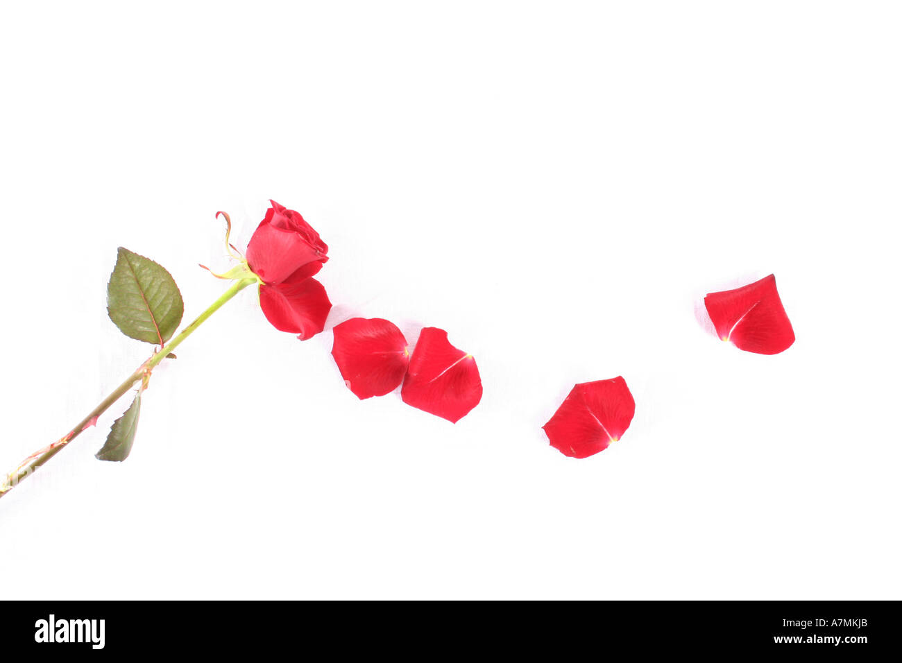 Rose pettles led out Stock Photo - Alamy