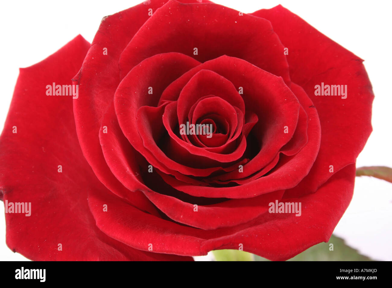 Rose upclose hi-res stock photography and images - Alamy