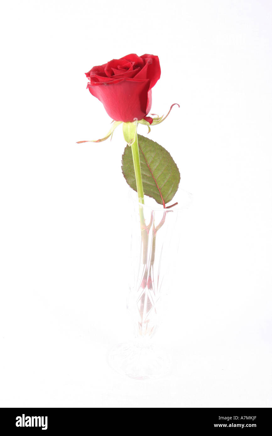 Rose from the side in a Vase Stock Photo - Alamy