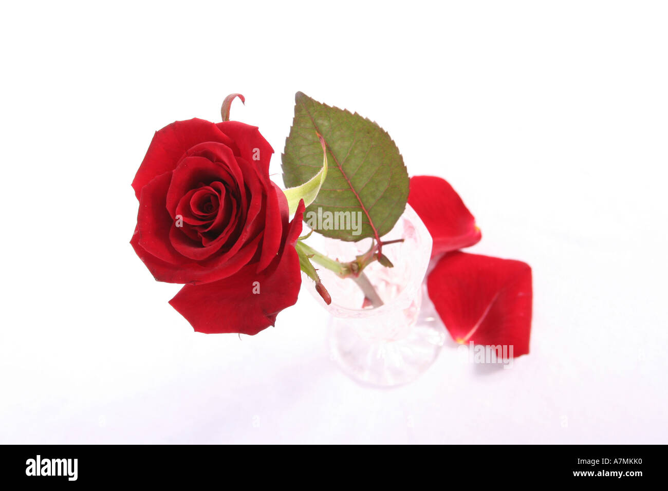 Red rose in Vase from above Stock Photo - Alamy
