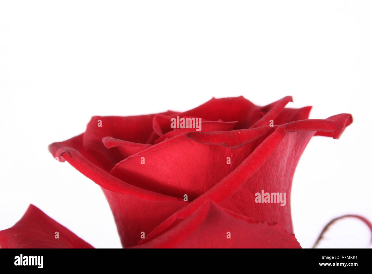 Rose side hi-res stock photography and images - Alamy