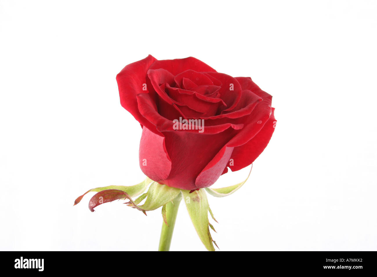 Red rose pettle hi-res stock photography and images - Alamy