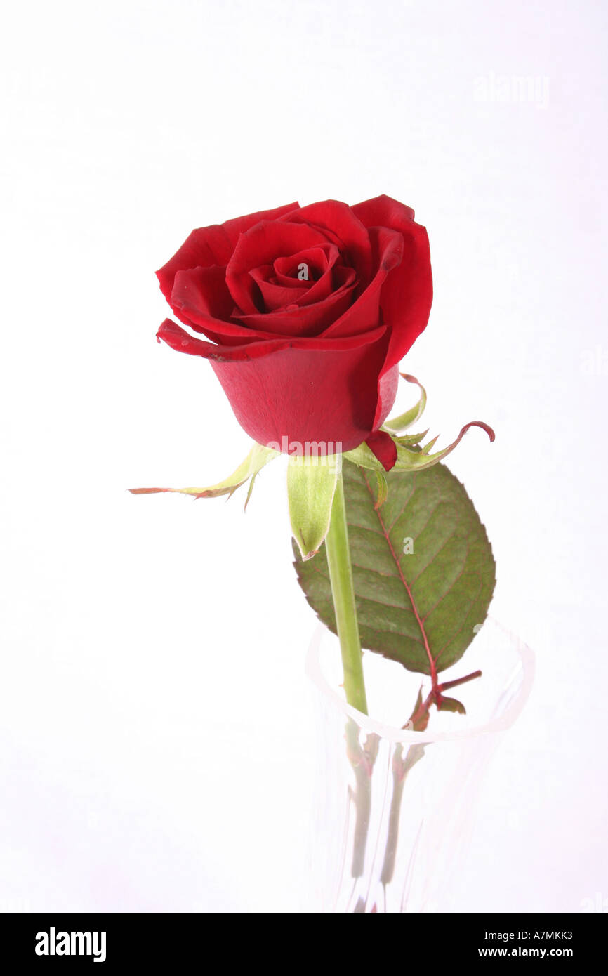 Red rose pettle hi-res stock photography and images - Alamy