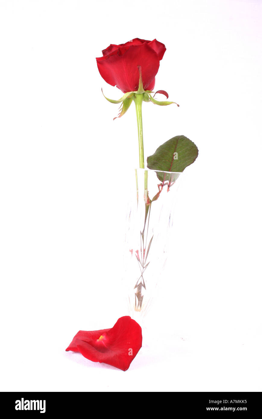 Single Red Rose with Fallen Pettle Stock Photo - Alamy