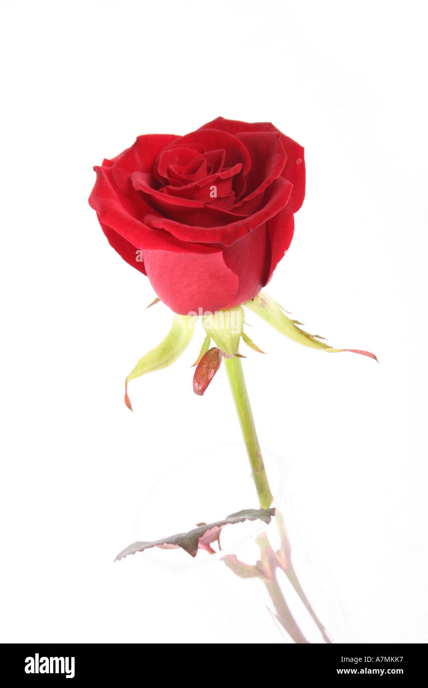 Single Rose from above Stock Photo - Alamy