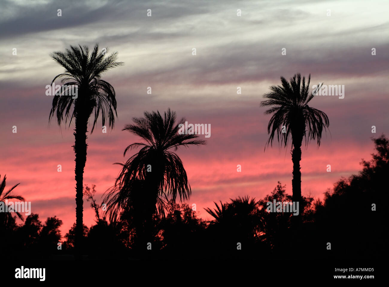 Tree silhouette in sunset hi-res stock photography and images - Alamy