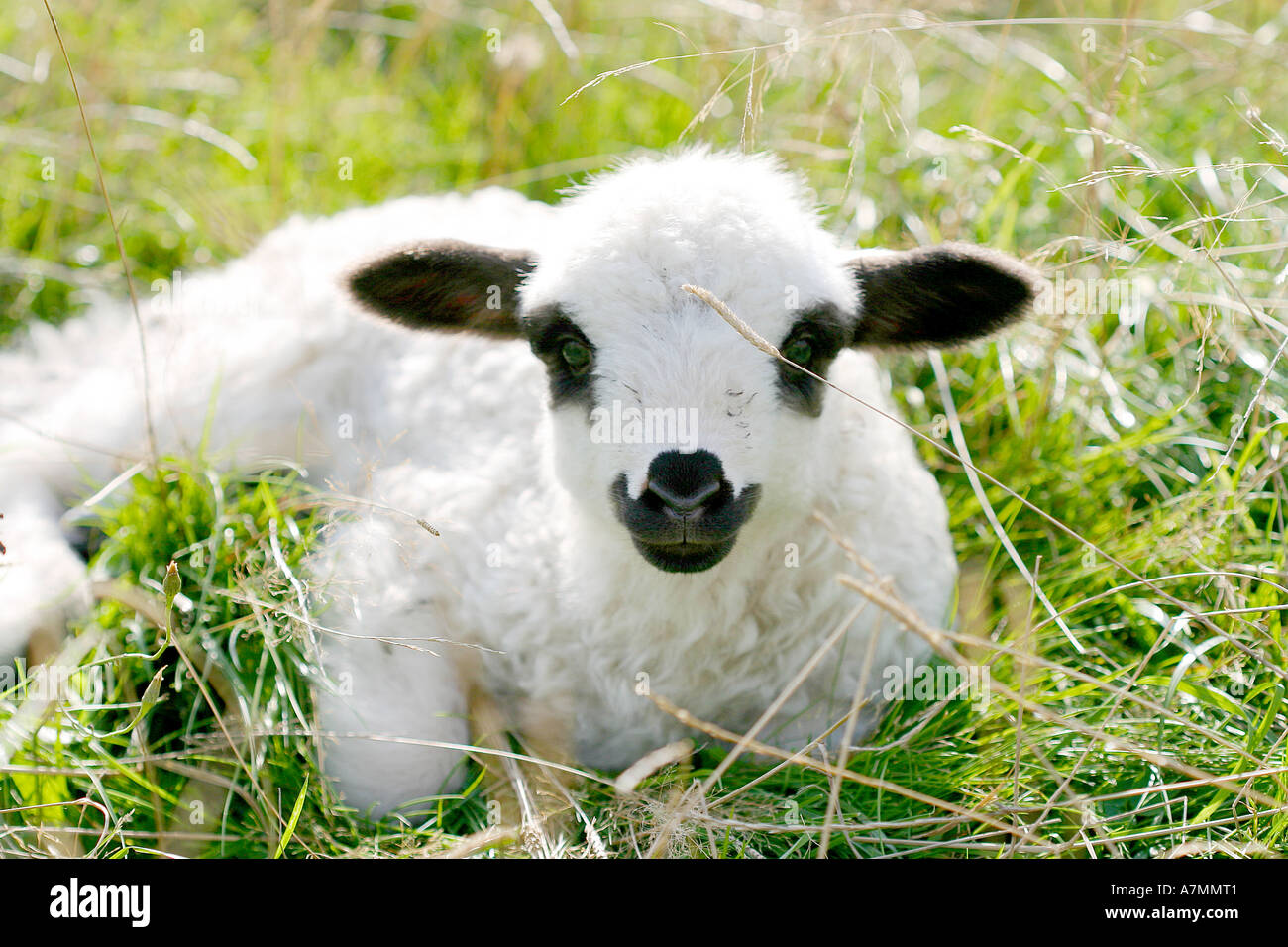 Little sheep hi-res stock photography and images - Alamy