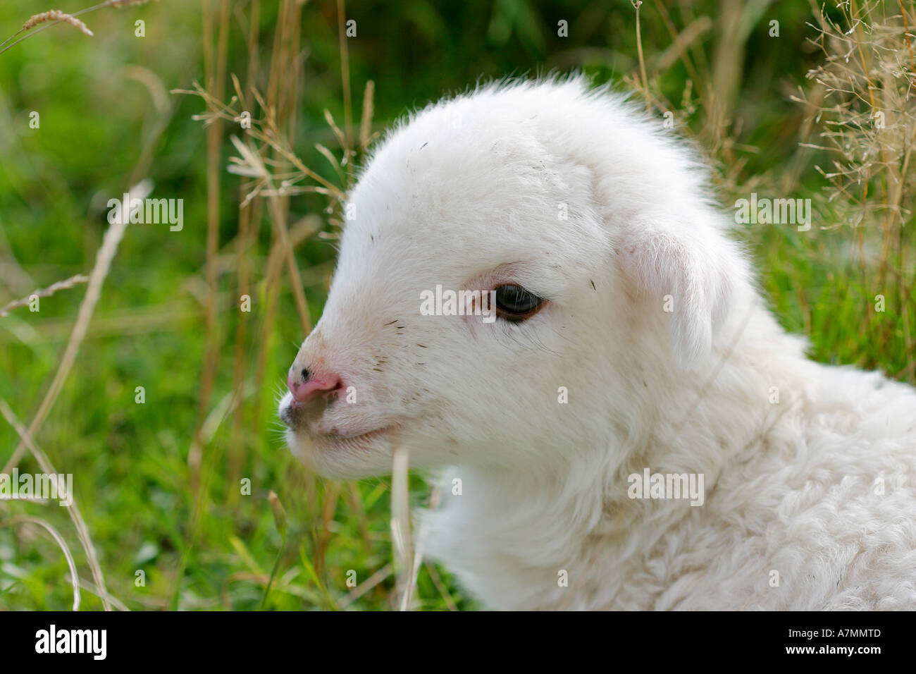 Little sheep hi-res stock photography and images - Alamy