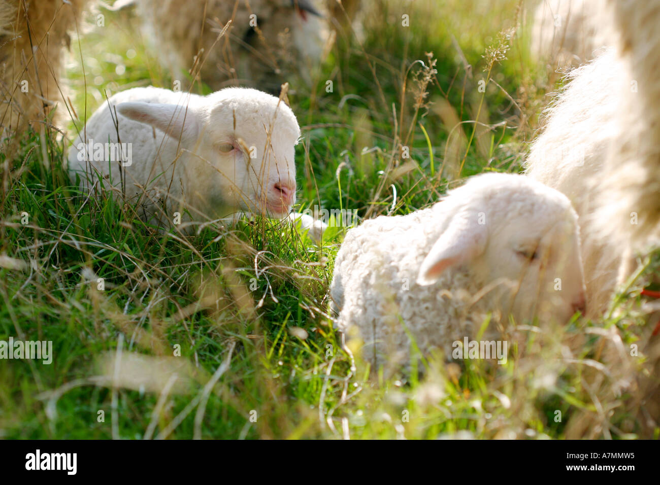Sheeps lambs on mountain hi-res stock photography and images - Alamy