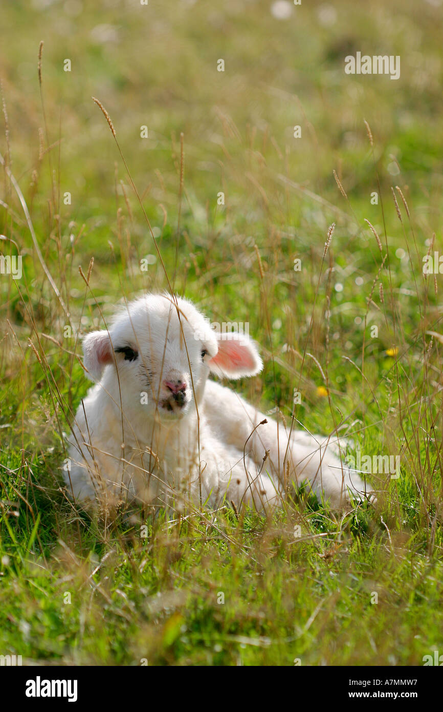 Little sheep hi-res stock photography and images - Alamy