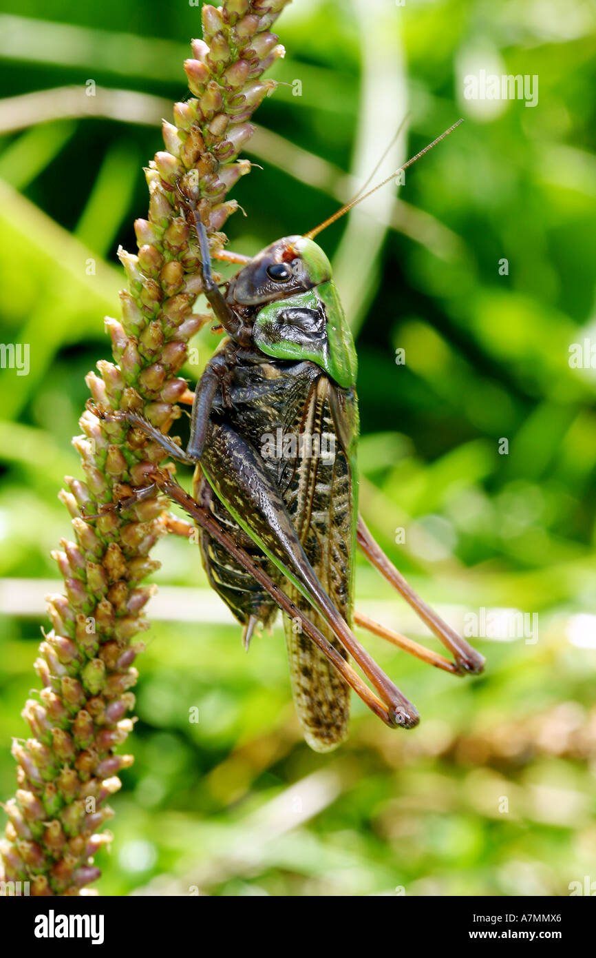 Cricket in the wild Stock Photo - Alamy
