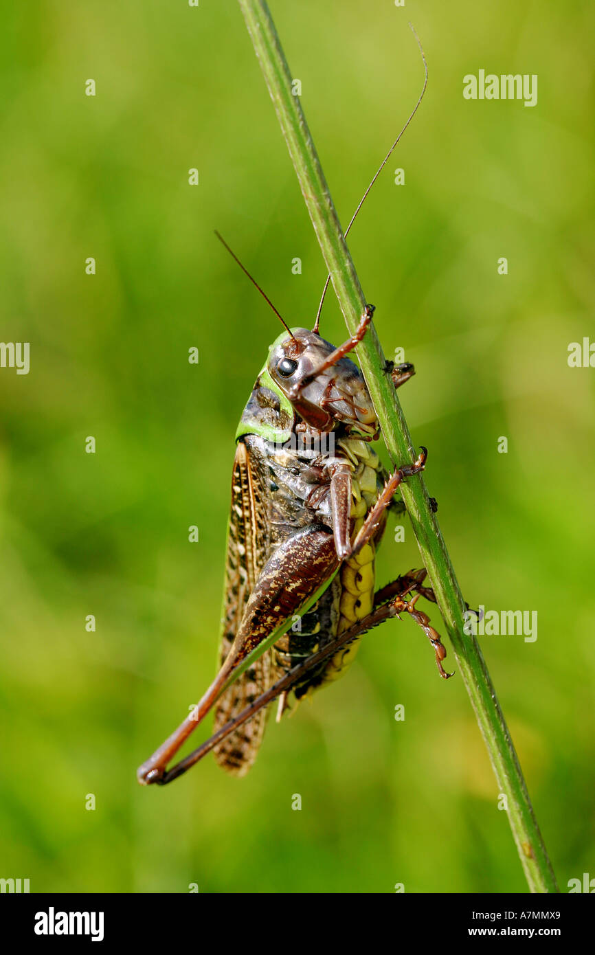 Cricket in the wild Stock Photo - Alamy