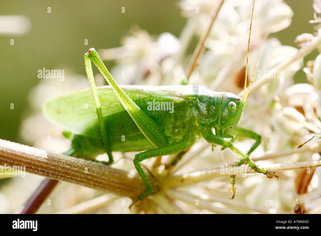 Grasshopper in the wild Stock Photo - Alamy