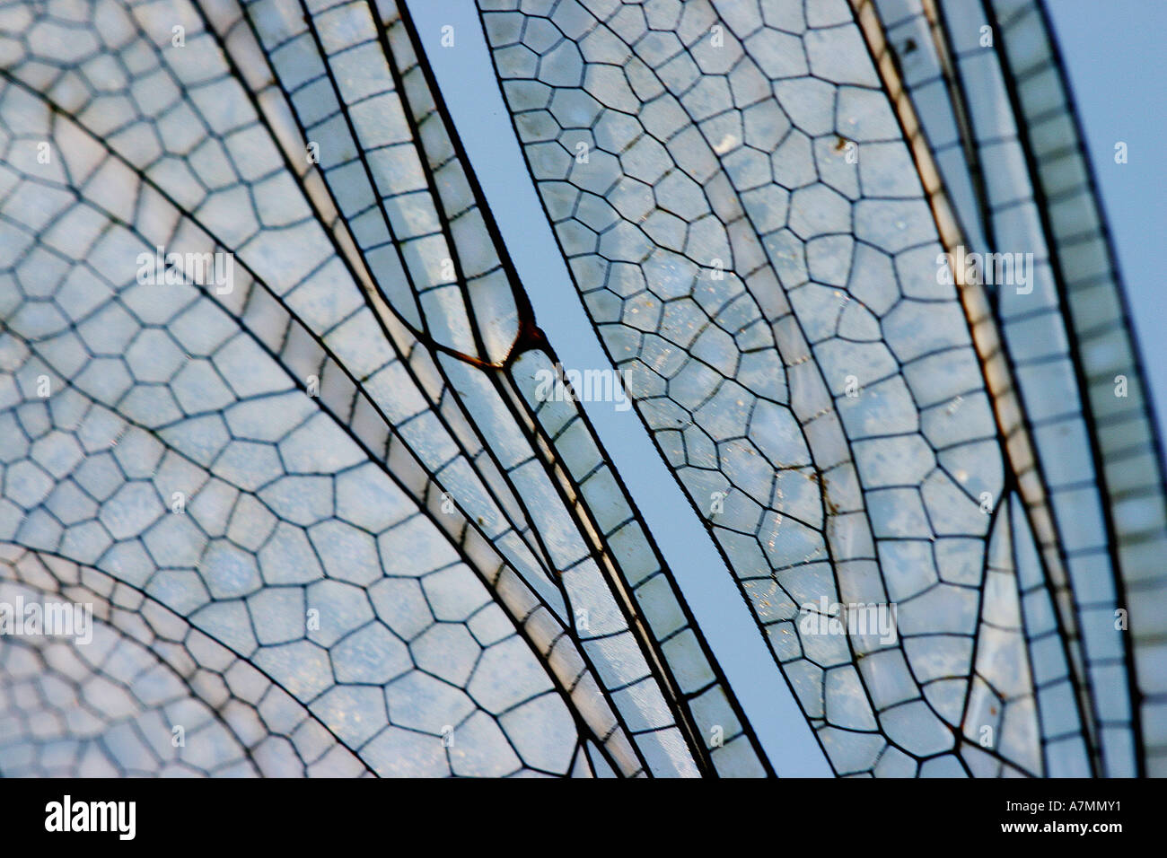 Fragment of an insect wing Stock Photo - Alamy