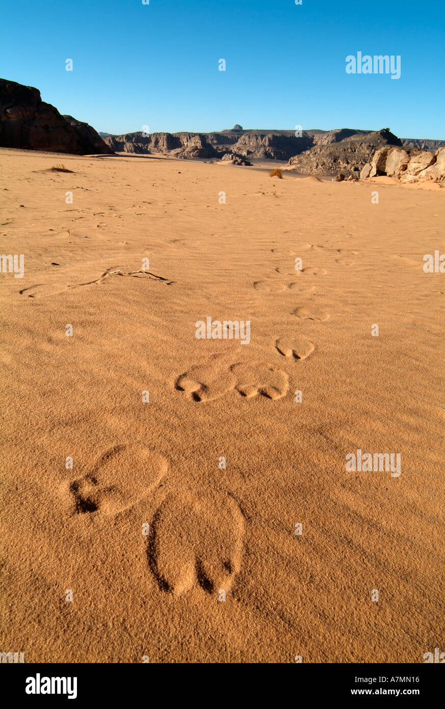 Camel footprint in sand hi-res stock photography and images - Alamy