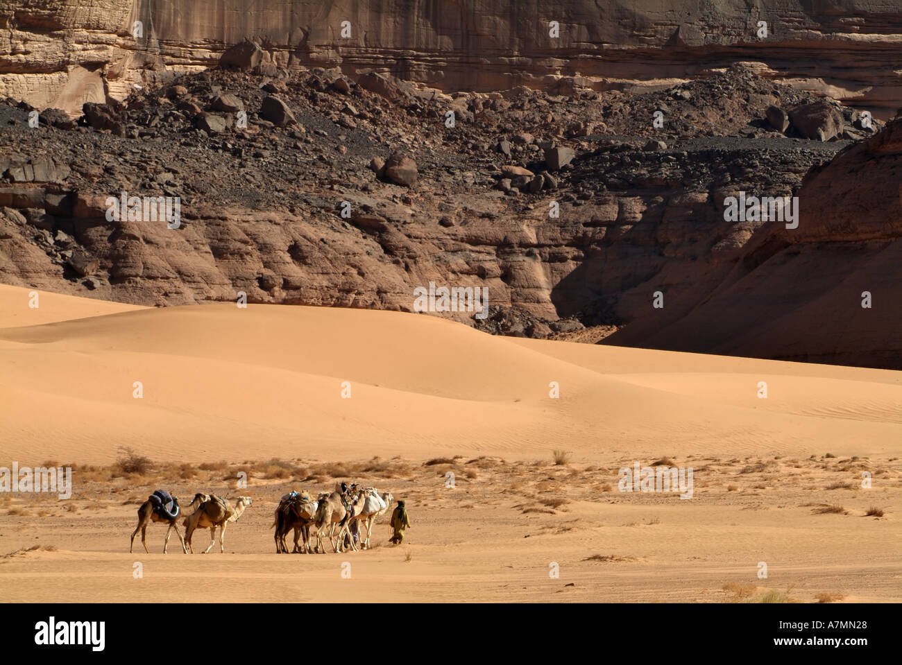 Libya tuareg camel africa desert hi-res stock photography and images ...