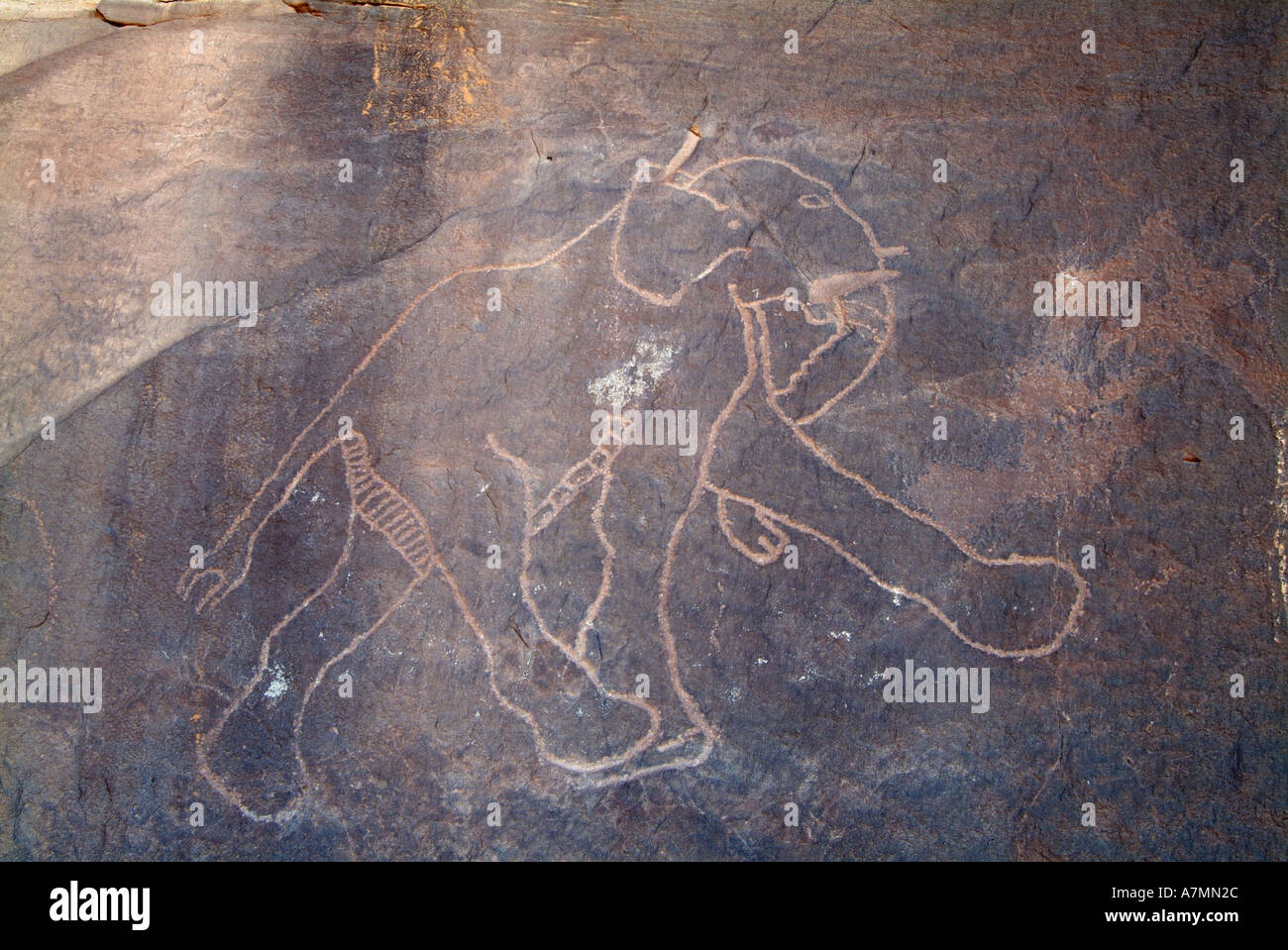 Rock engraving of an elephant, Jebel Acacus, Sahara Desert, Libya Stock ...