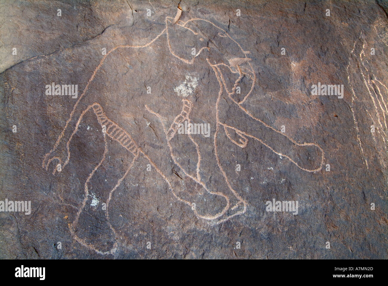 Rock engraving of an elephant, Jebel Acacus, Sahara Desert, Libya Stock ...