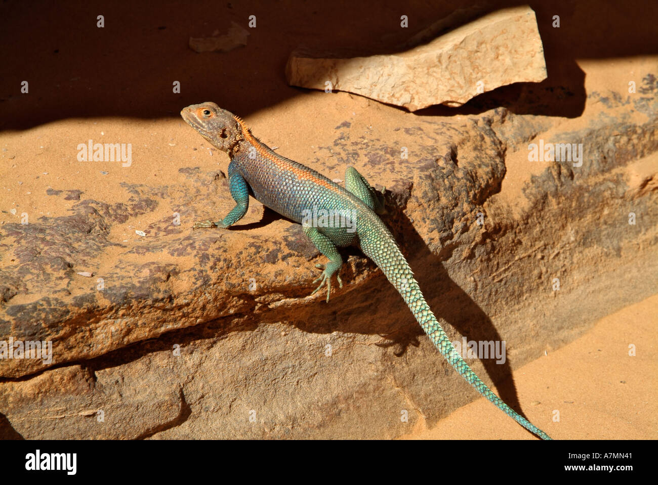 Sahara Desert Lizards