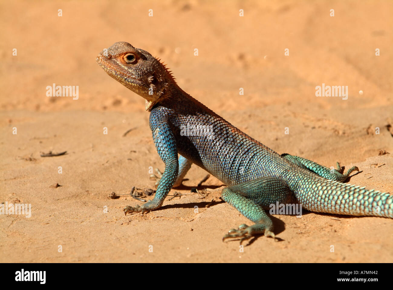 Lizards In The Desert