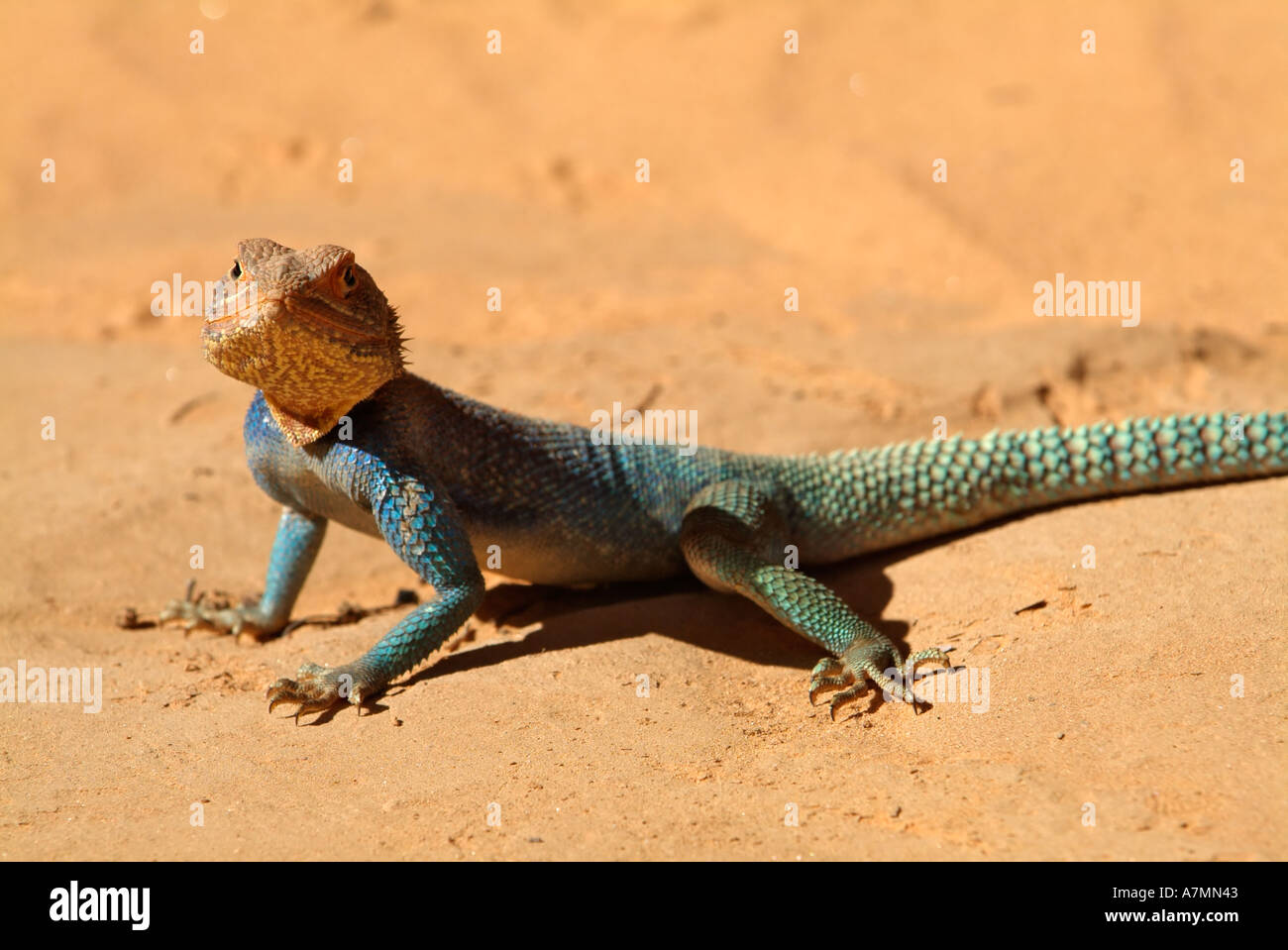 Sahara Desert Lizards Rare Desert Lizard Spotted In Saudi Arabia's
