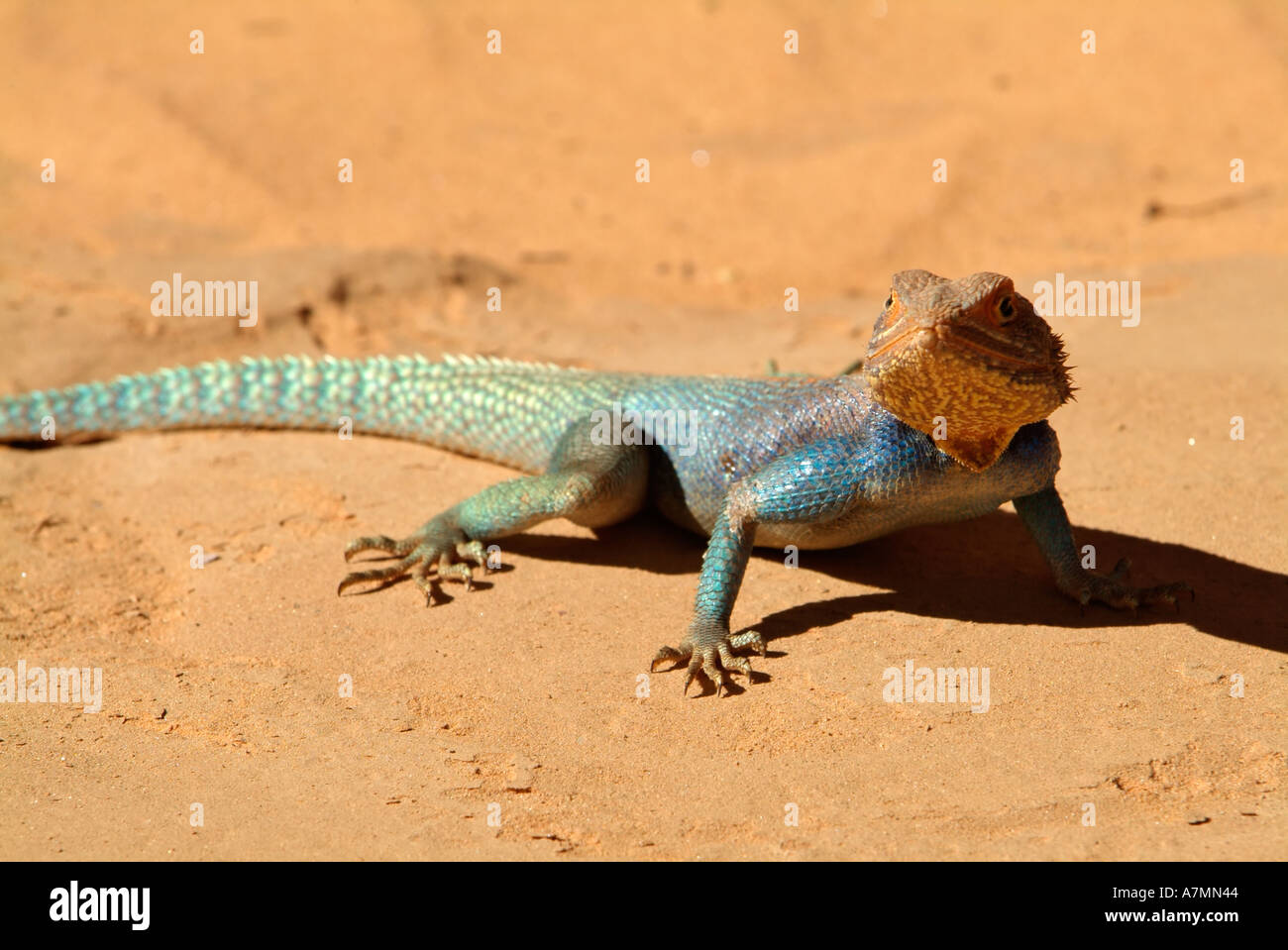 Sahara Desert Lizards Rare Desert Lizard Spotted In Saudi Arabia's