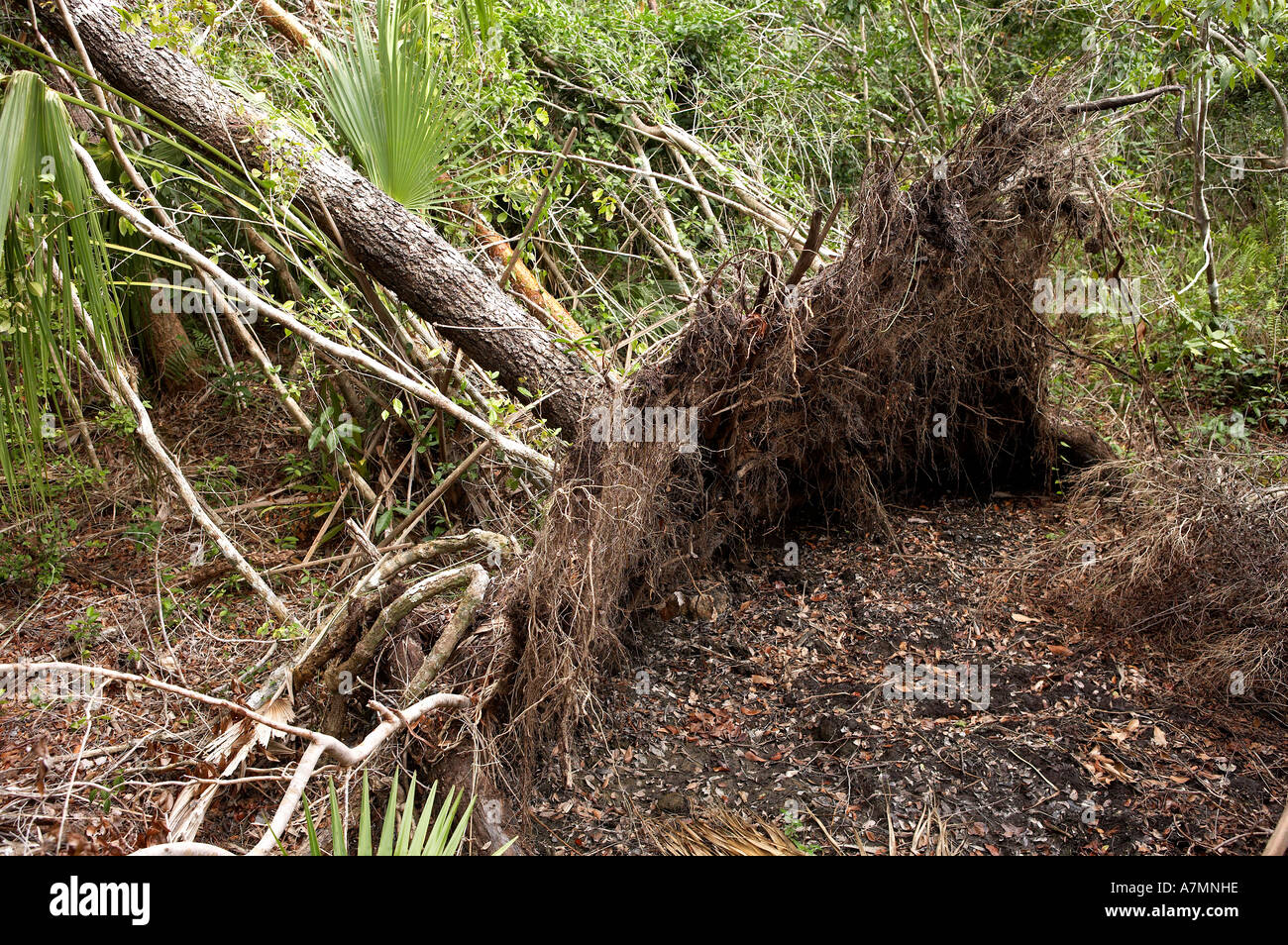 Mahogany roots hi-res stock photography and images - Alamy