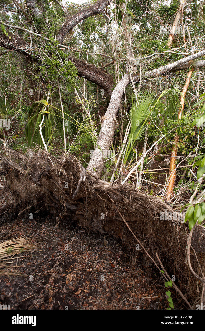 Fallen palm tree trunk hi-res stock photography and images - Alamy