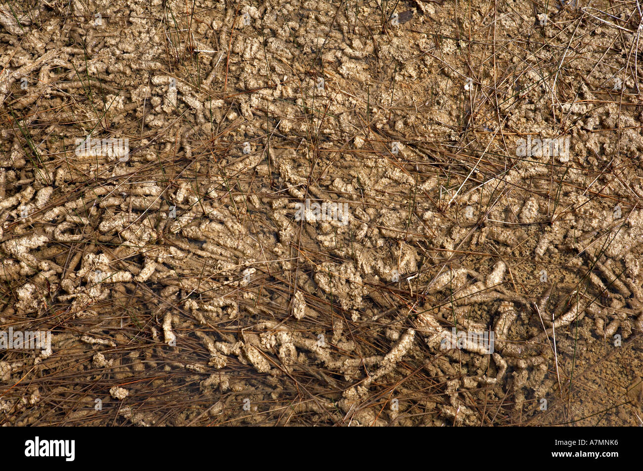 Periphyton hi-res stock photography and images - Alamy