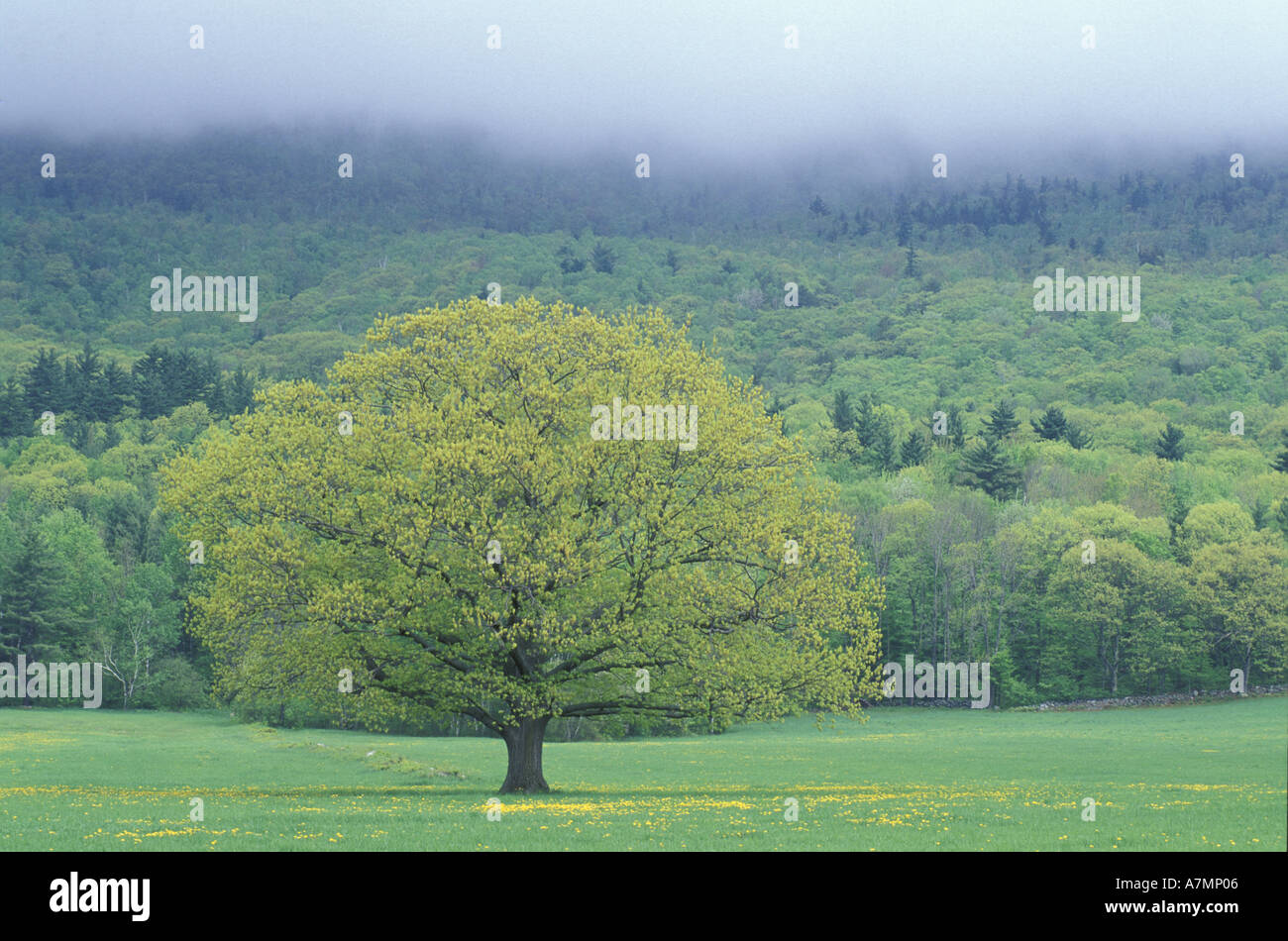 Northern red oak tree england hi-res stock photography and images - Alamy